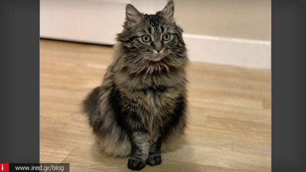 Hands-On με το νέο χαρακτηριστικό Depth Control των iPhone XS και XS ...